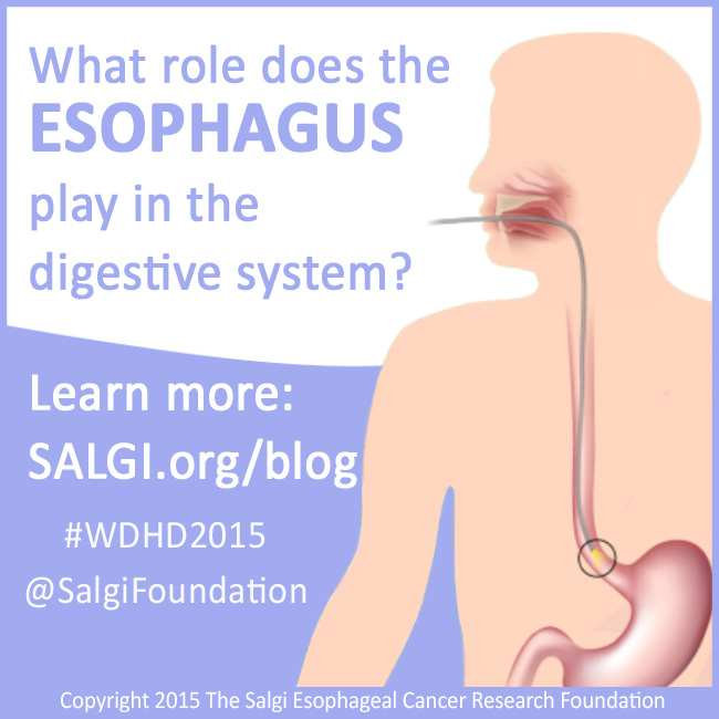 What Role Does The Esophagus Play In The Digestive System? | The Salgi ...